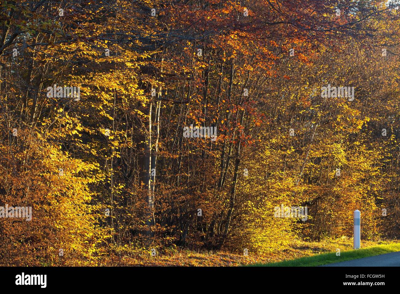 France normandy forest hi-res stock photography and images - Alamy