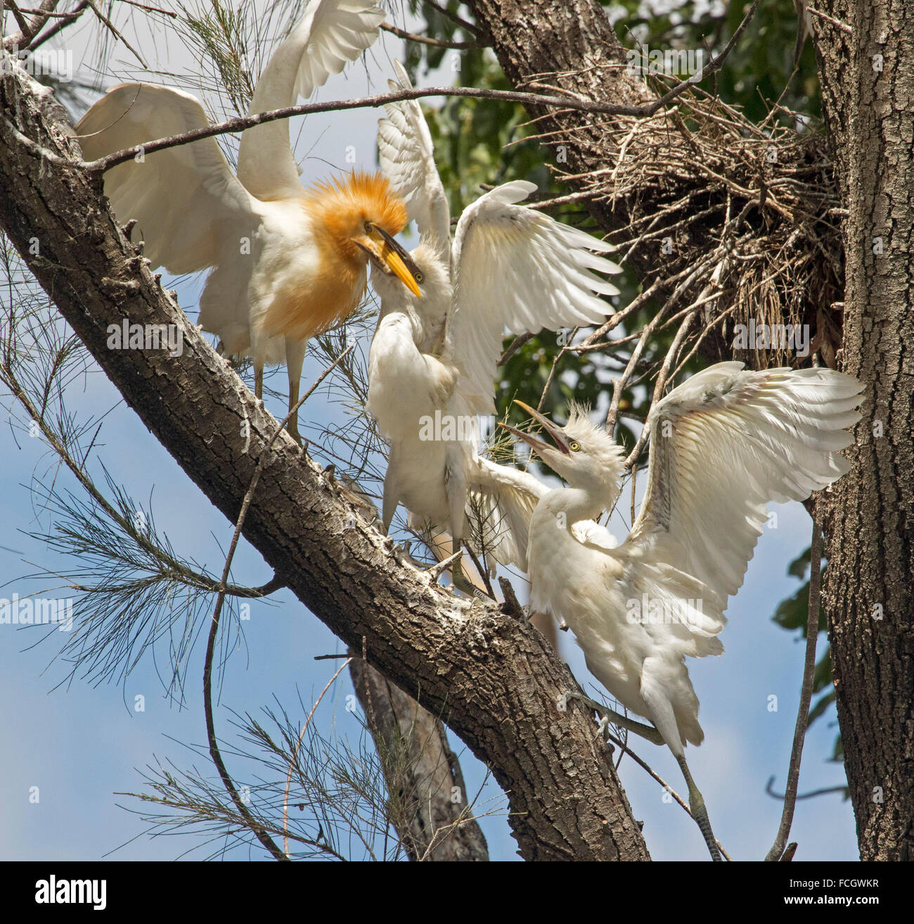 Cattle egret Ardea ibis in breeding plumage with chicks, wings ...