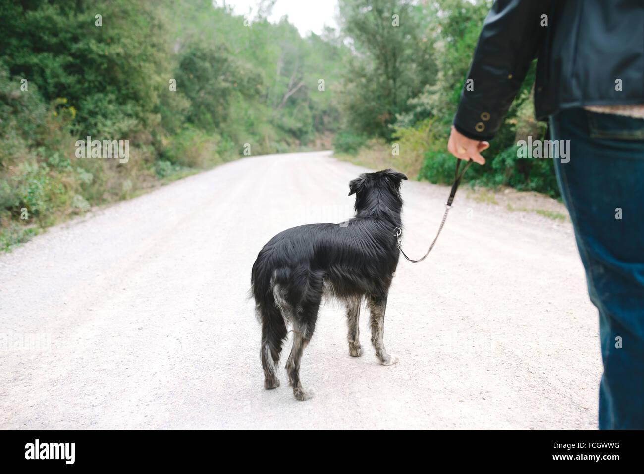 Woman going walkies her dog in nature Stock Photo - Alamy