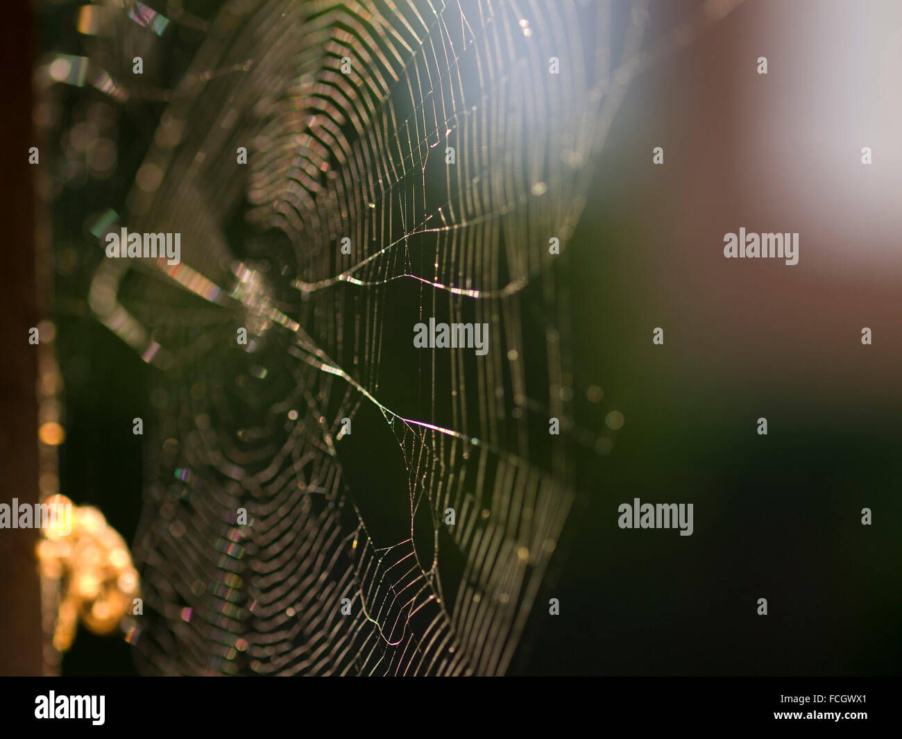Shell of cicada insect caught in spider web Stock Photo - Alamy