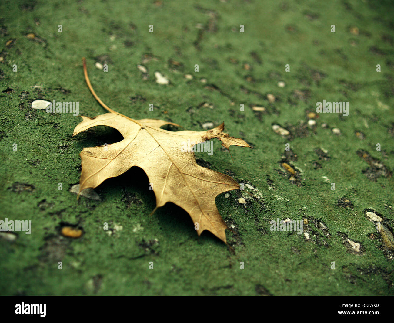 Brittle texture hi-res stock photography and images - Alamy