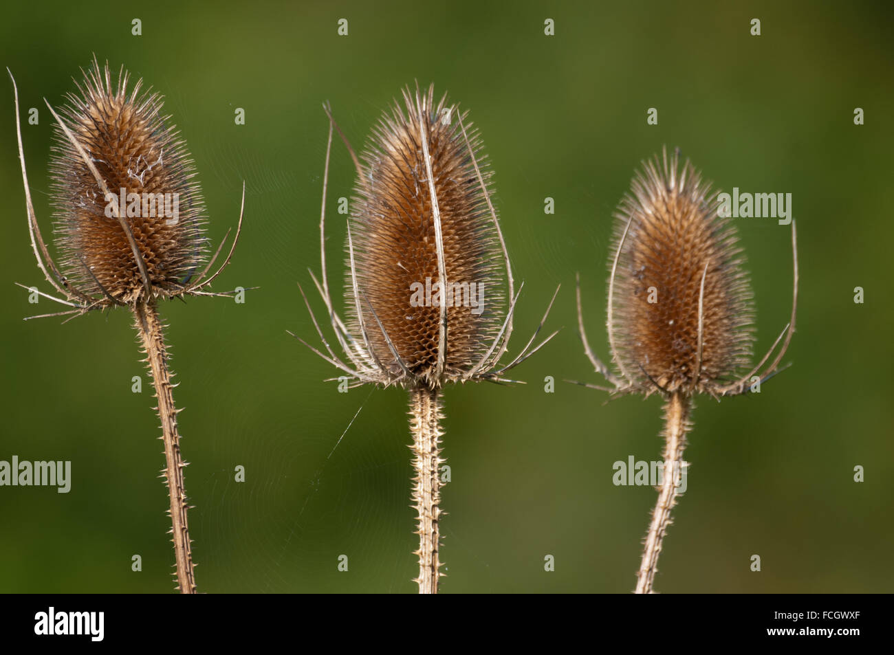 Teasel dried heads hi-res stock photography and images - Alamy