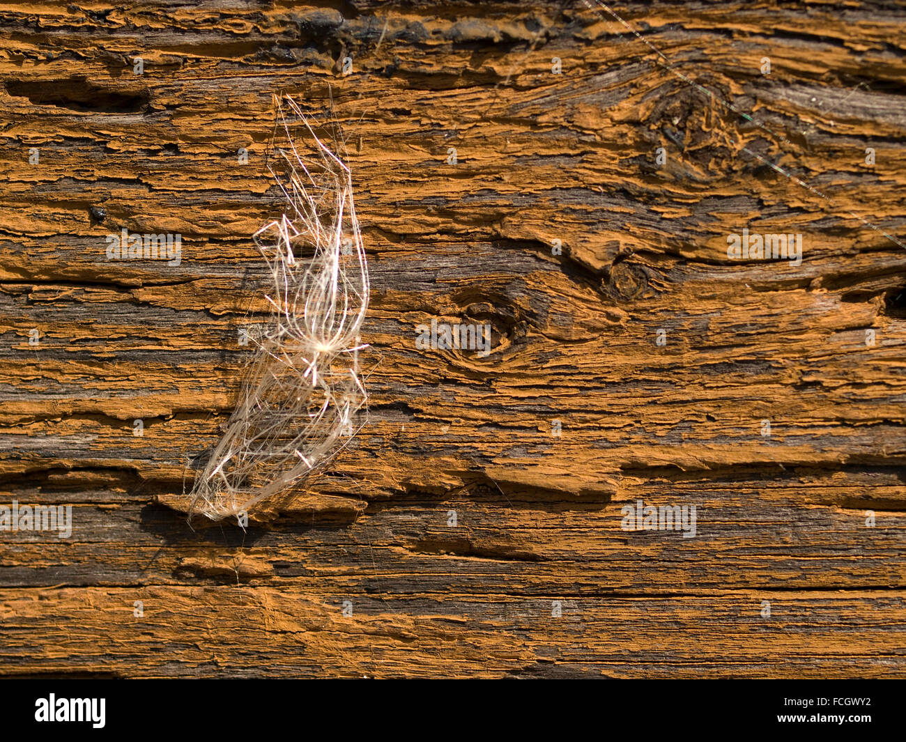 Bark spider web hi-res stock photography and images - Alamy