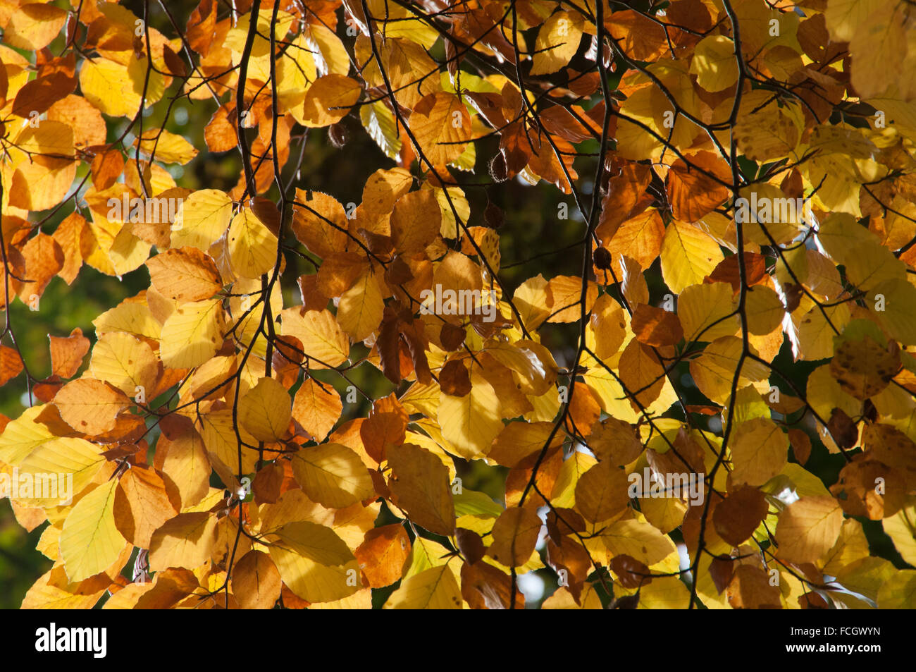 Backlit autumnal beech tree (fagus sylvatica) leaves Stock Photo - Alamy