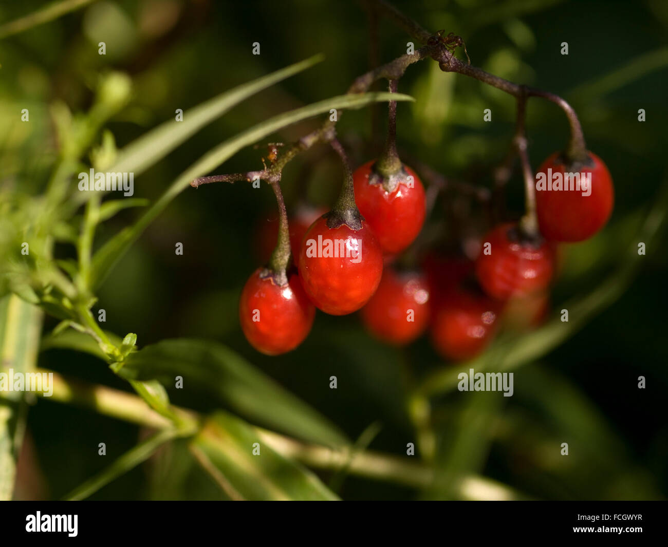 Berry island hi-res stock photography and images - Alamy