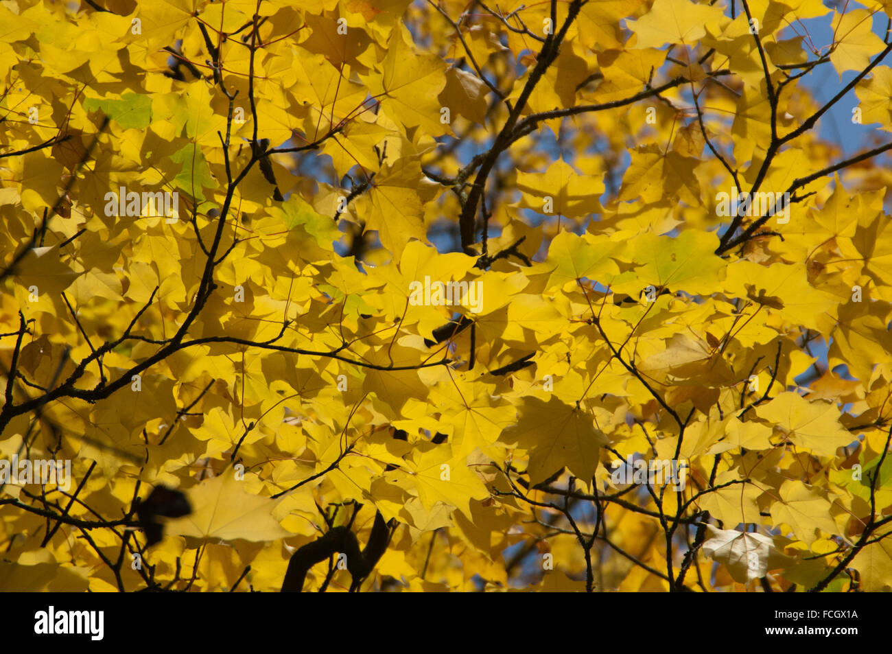 Acer spp hi-res stock photography and images - Alamy