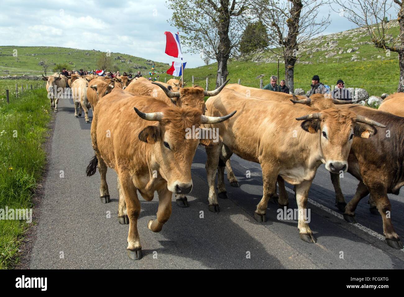 TRANSHUMANCE FESTIVAL, LOZERE (48), FRANCE Stock Photo - Alamy