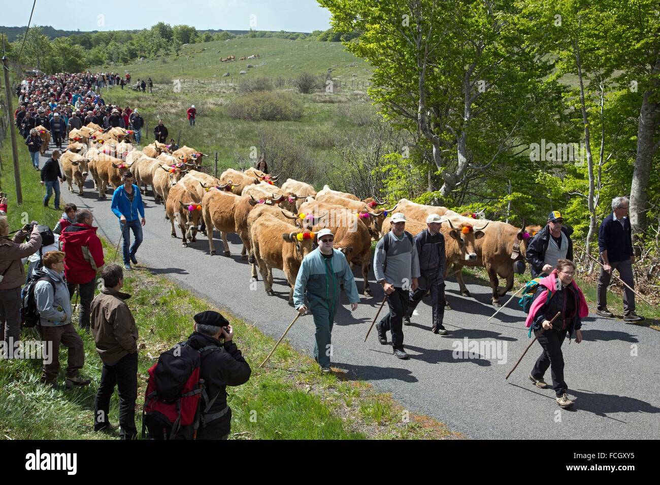 Summer transhumance hi-res stock photography and images - Alamy