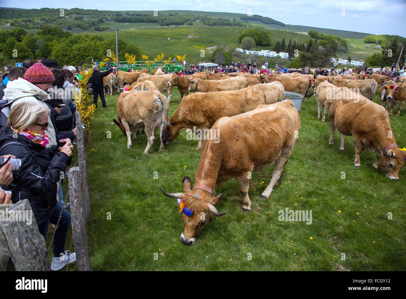 TRANSHUMANCE FESTIVAL, LOZERE (48), FRANCE Stock Photo - Alamy