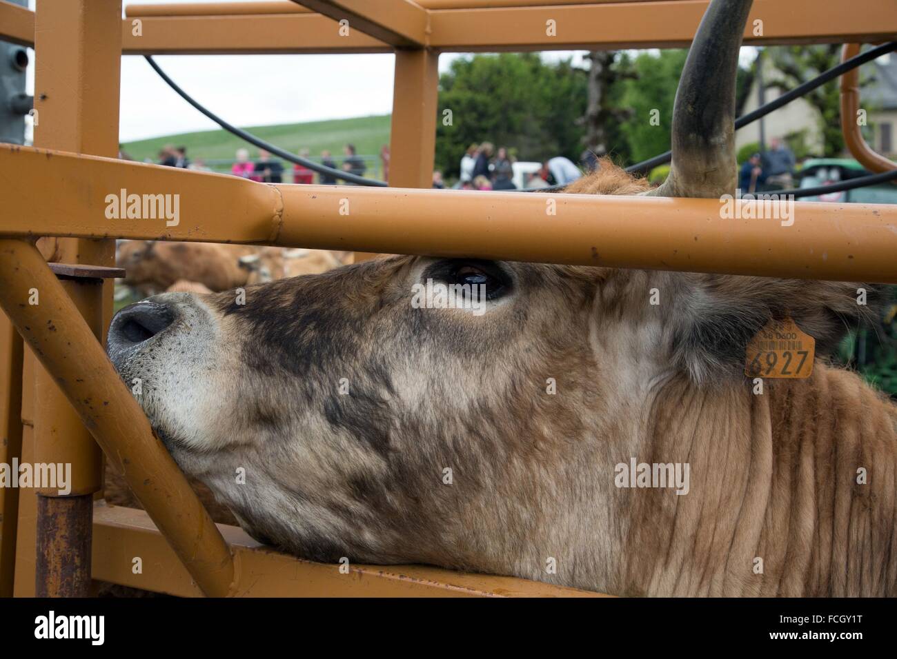 Summer transhumance hi-res stock photography and images - Alamy