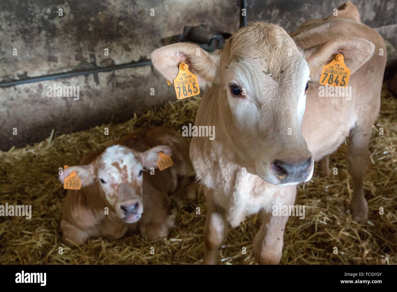 Cow and calf of aubrac breed hi-res stock photography and images - Alamy