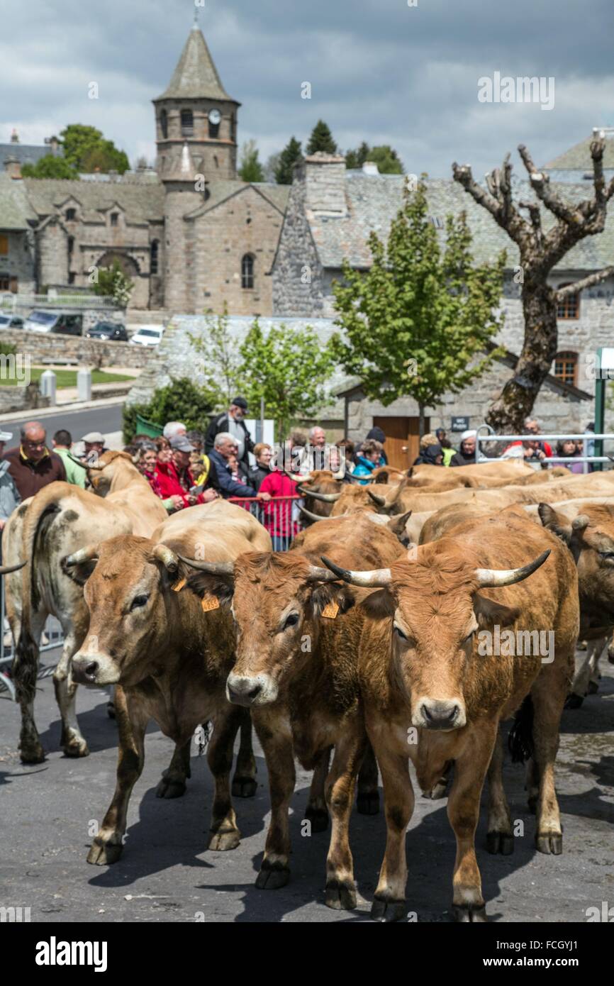 TRANSHUMANCE FESTIVAL, LOZERE (48), FRANCE Stock Photo - Alamy