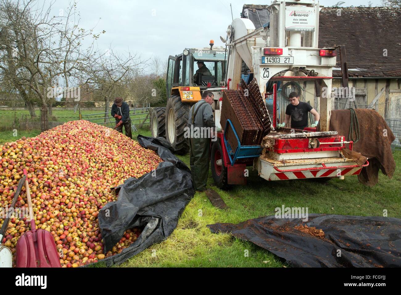 THE MAKING OF FARM CIDER, NORMANDY, FRANCE Stock Photo - Alamy