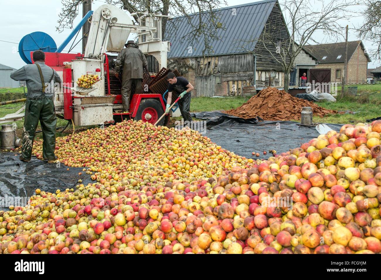 Normandy cider normandie cider hi-res stock photography and images - Alamy