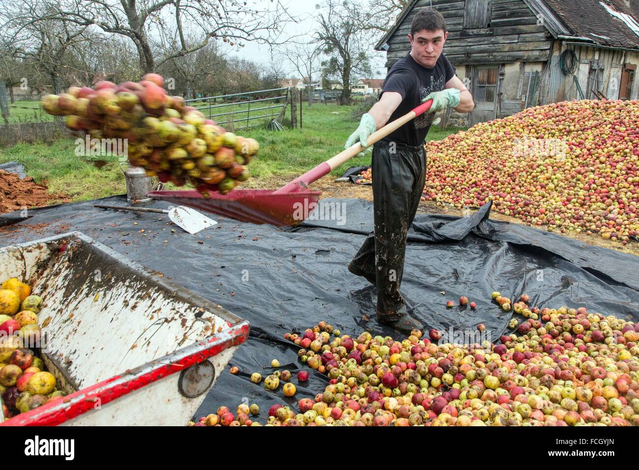 Apple Farm France High Resolution Stock Photography and Images - Alamy