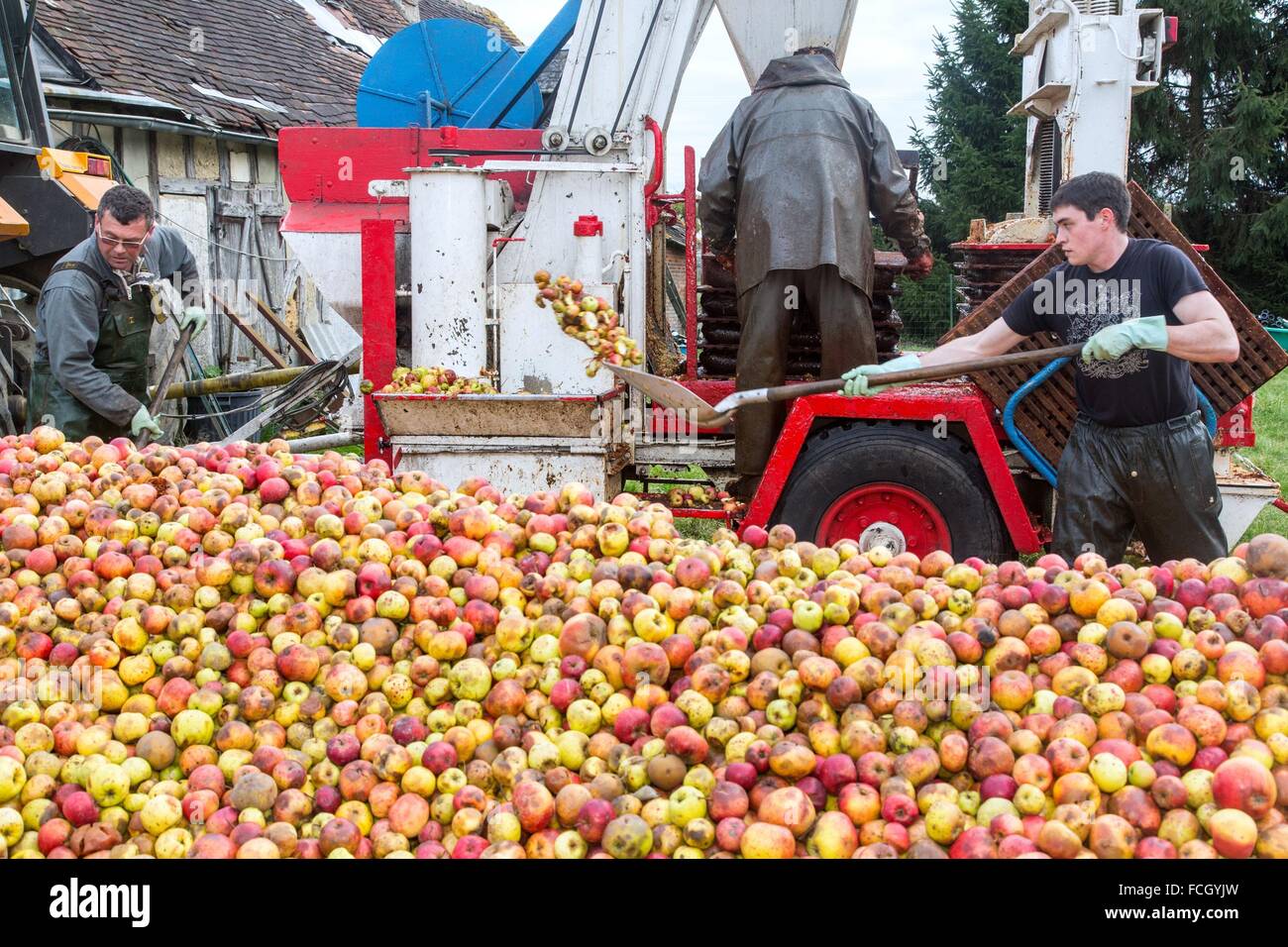 THE MAKING OF FARM CIDER, NORMANDY, FRANCE Stock Photo - Alamy
