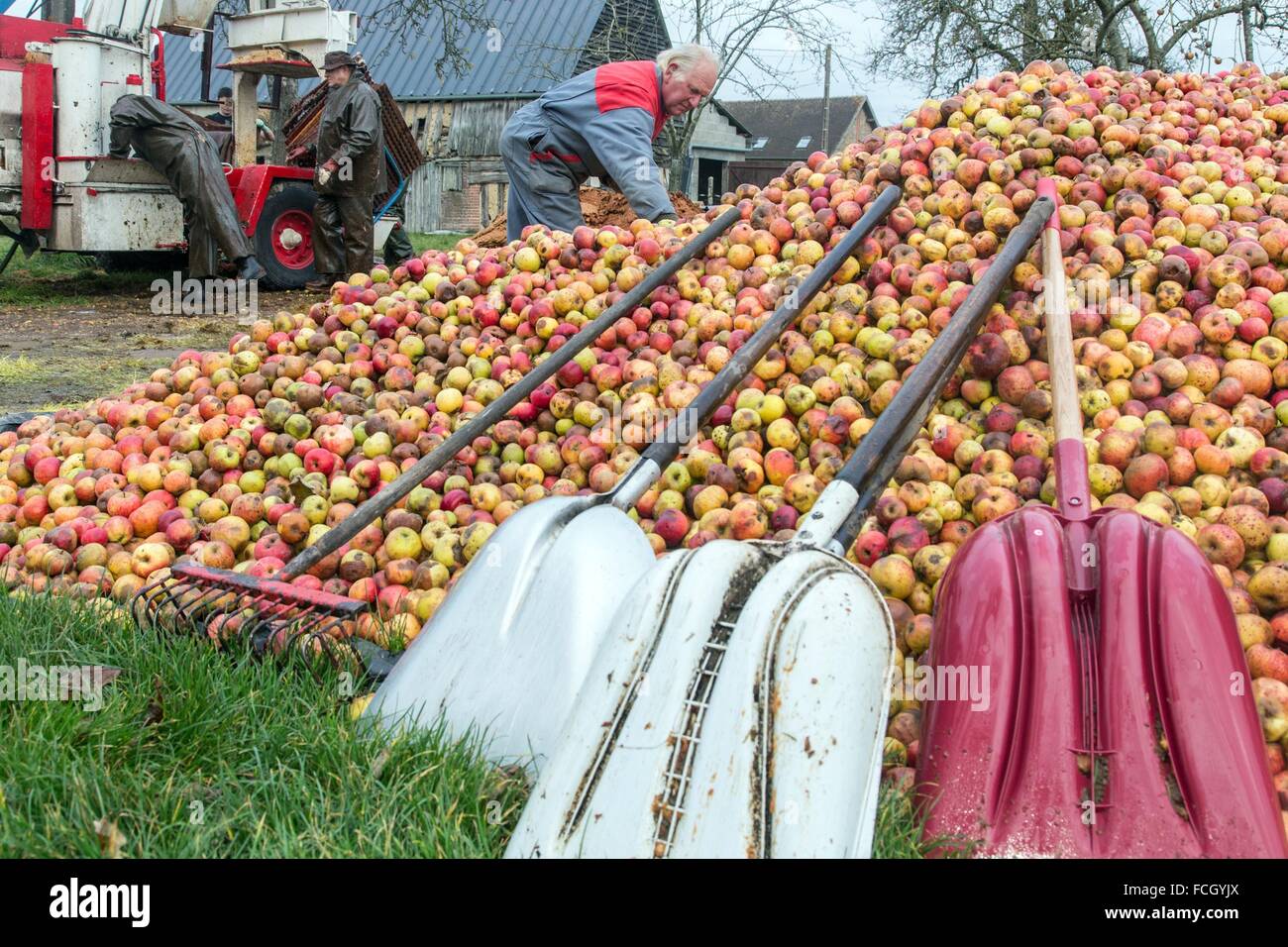 THE MAKING OF FARM CIDER, NORMANDY, FRANCE Stock Photo - Alamy