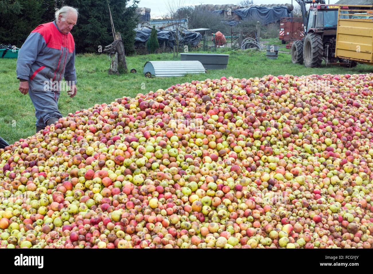 THE MAKING OF FARM CIDER, NORMANDY, FRANCE Stock Photo - Alamy