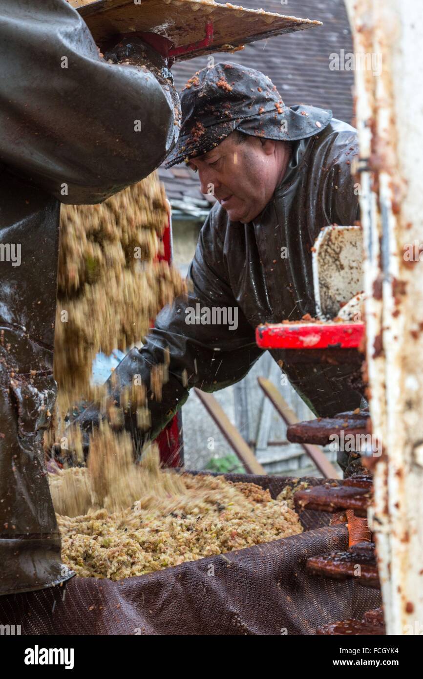 THE MAKING OF FARM CIDER, NORMANDY, FRANCE Stock Photo - Alamy