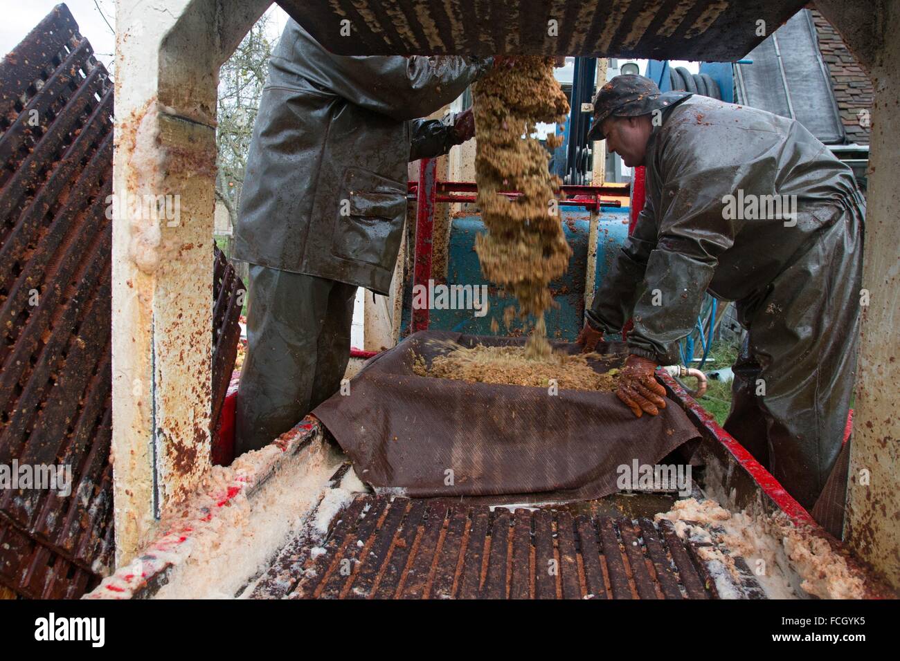 THE MAKING OF FARM CIDER, NORMANDY, FRANCE Stock Photo - Alamy