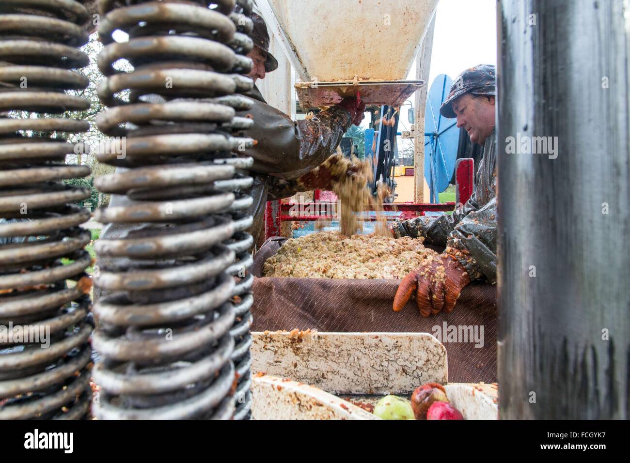THE MAKING OF FARM CIDER, NORMANDY, FRANCE Stock Photo - Alamy