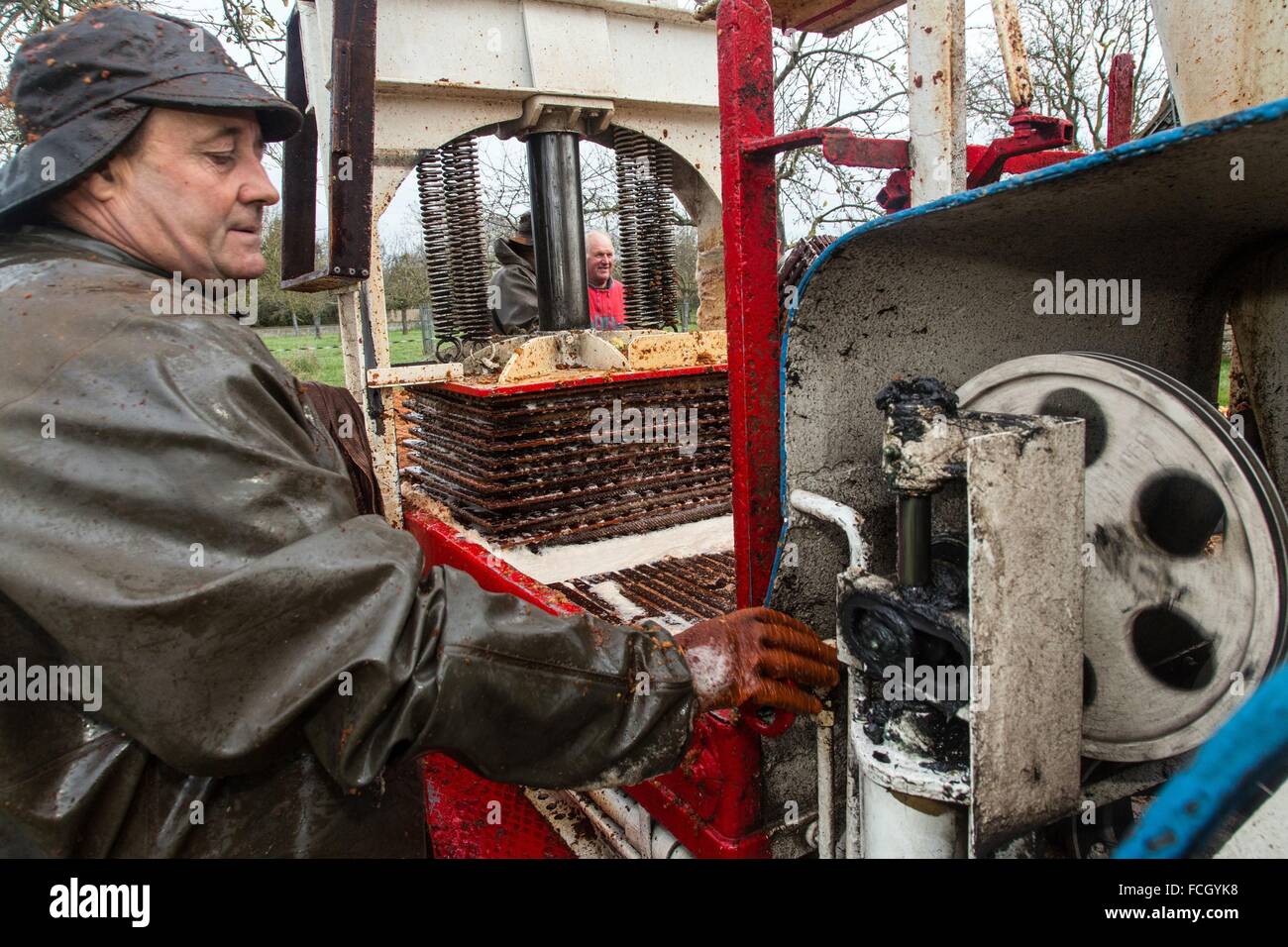 THE MAKING OF FARM CIDER, NORMANDY, FRANCE Stock Photo - Alamy