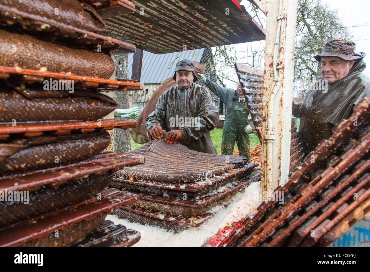 THE MAKING OF FARM CIDER, NORMANDY, FRANCE Stock Photo - Alamy