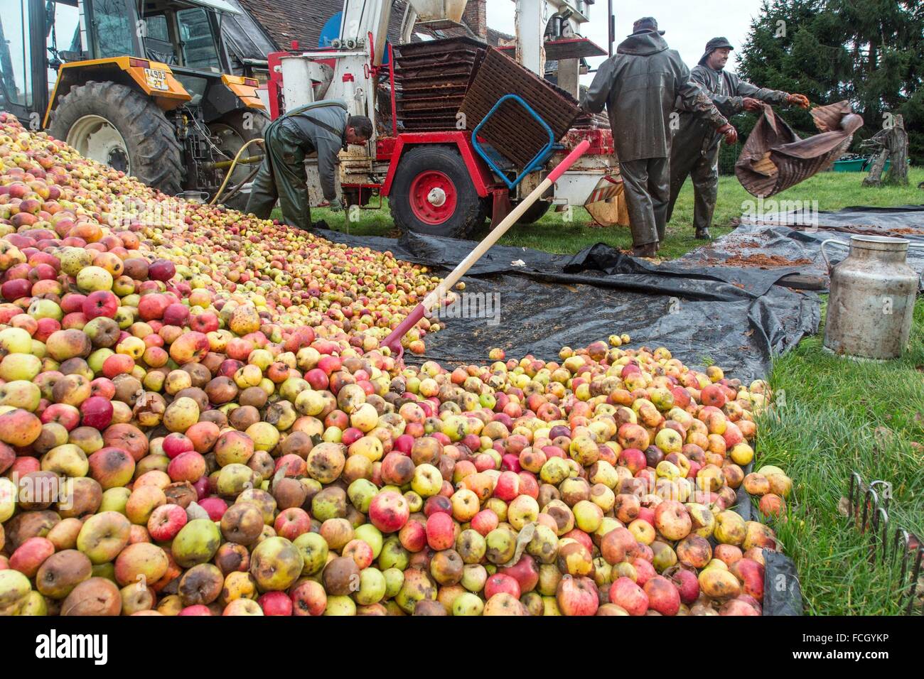 THE MAKING OF FARM CIDER, NORMANDY, FRANCE Stock Photo - Alamy
