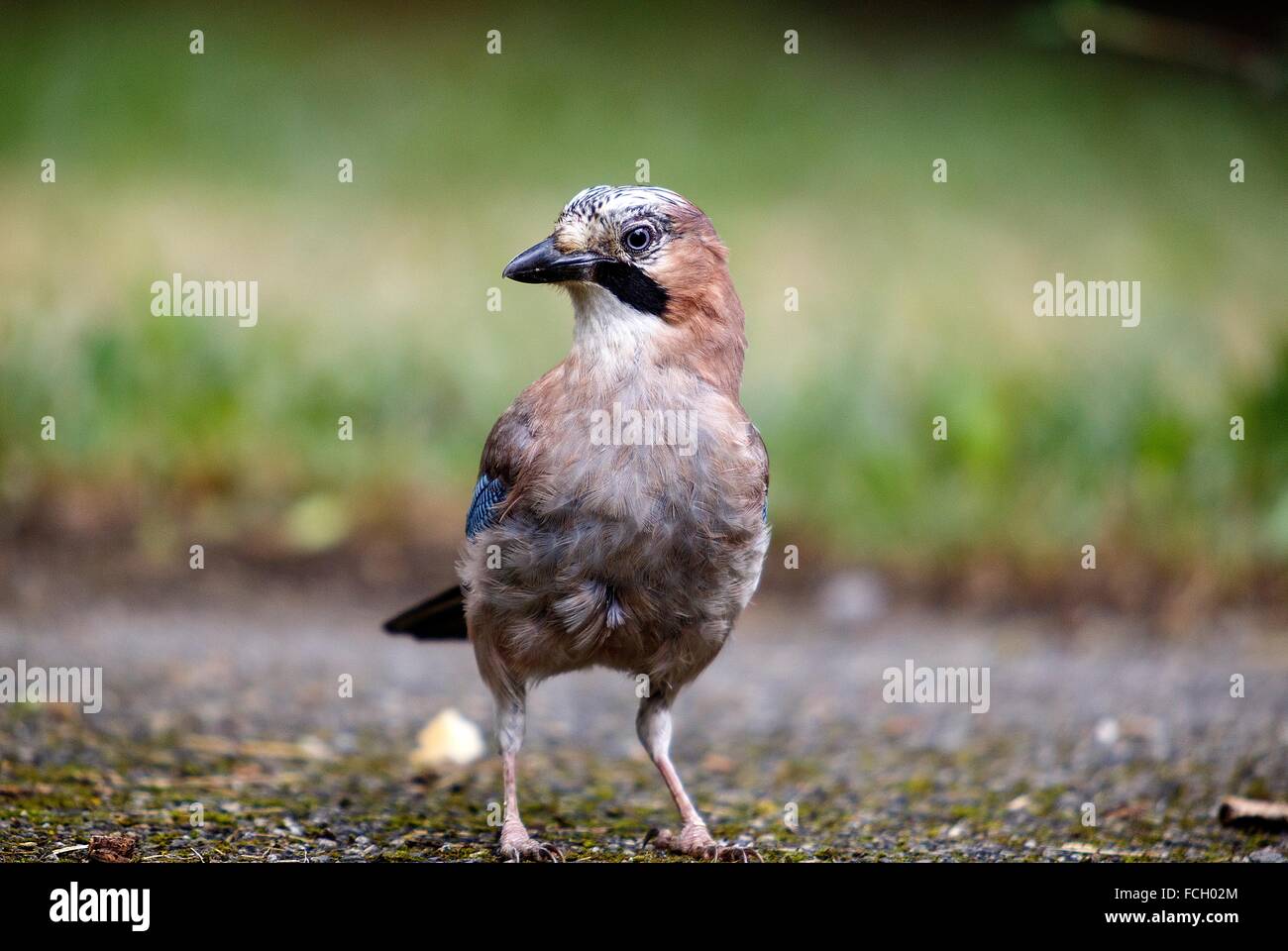 Jay jay french hi-res stock photography and images - Alamy