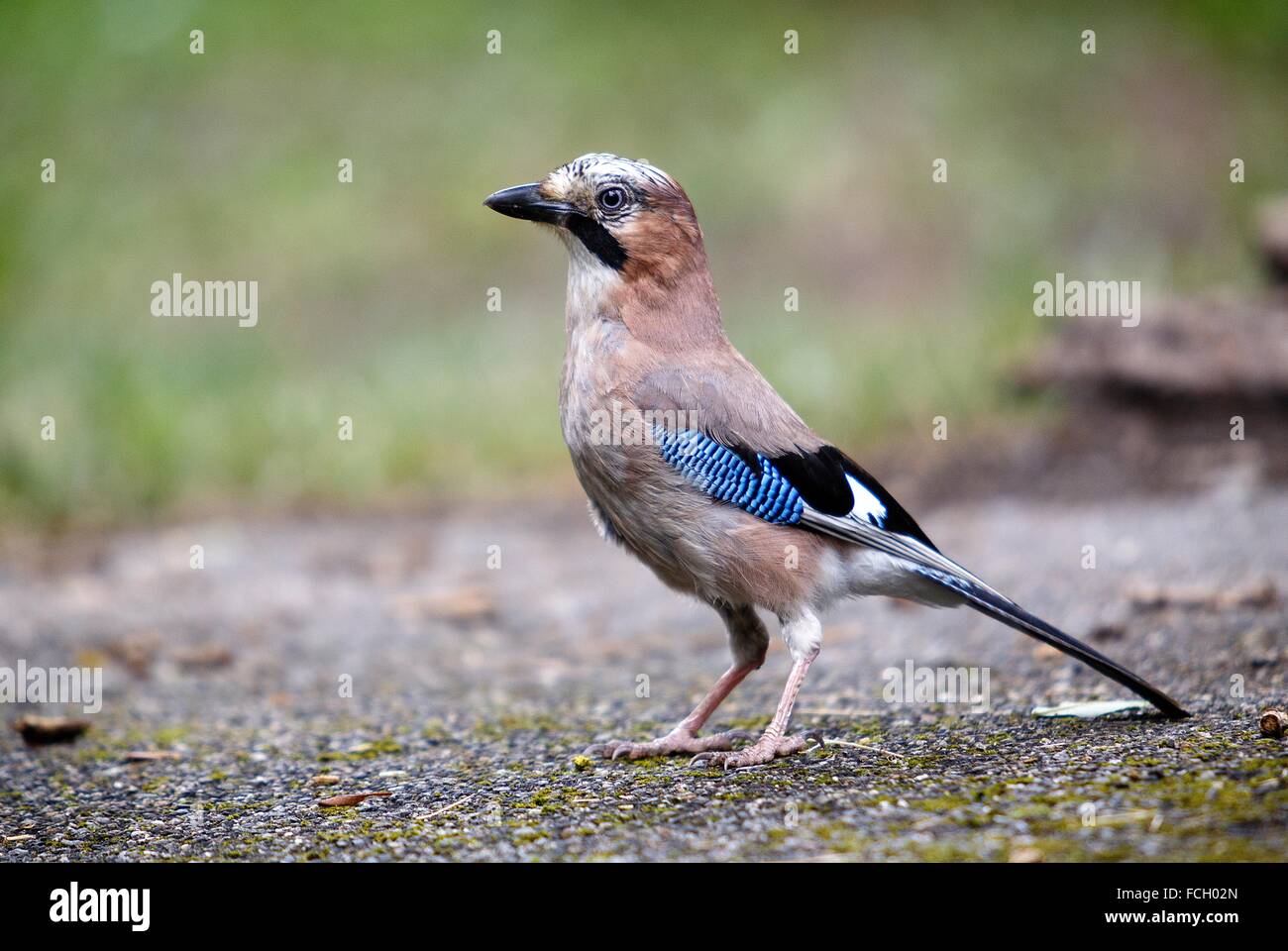Jay jay french hi-res stock photography and images - Alamy