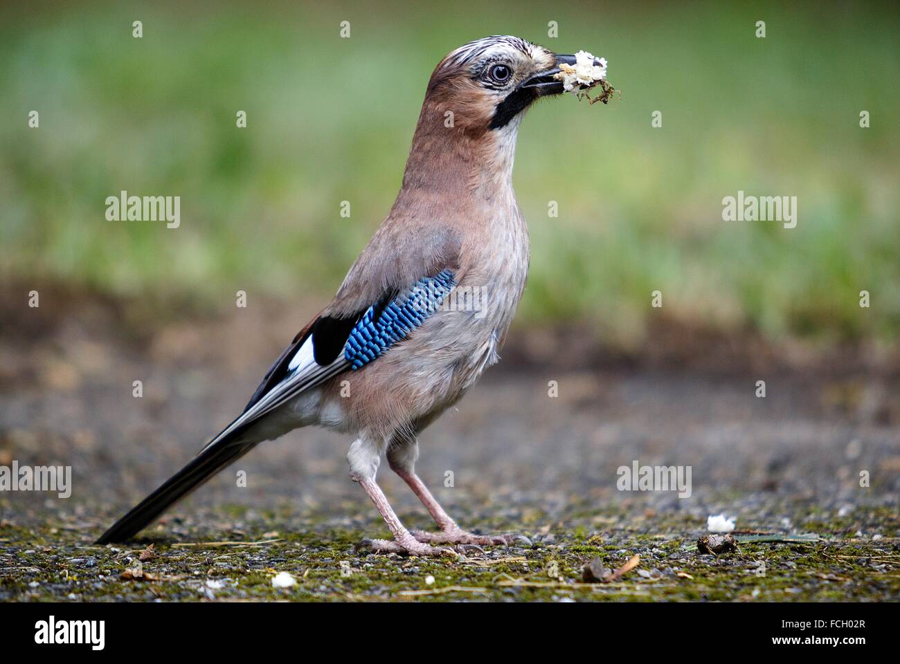 Jay jay french hi-res stock photography and images - Alamy