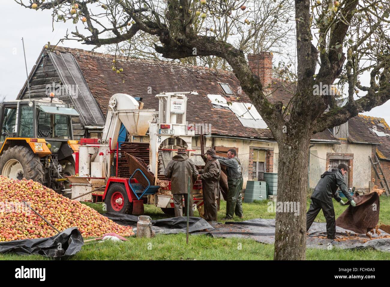 THE MAKING OF FARM CIDER, NORMANDY, FRANCE Stock Photo - Alamy