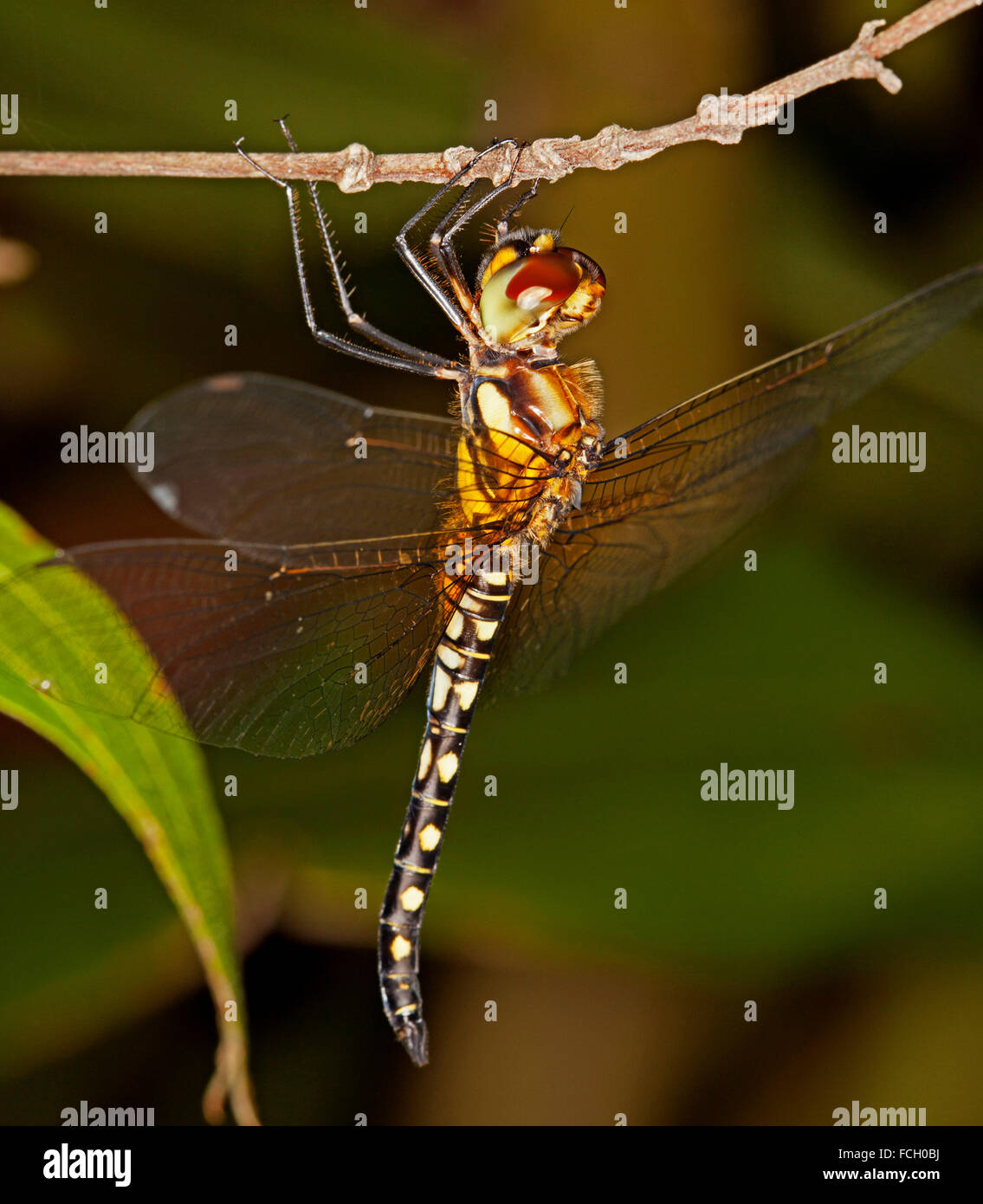 Australian dragonfly hi-res stock photography and images - Alamy