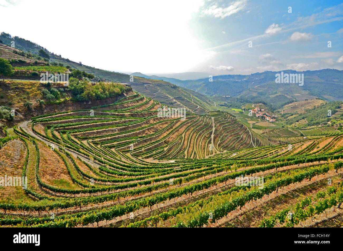 Vineyards in the Douro valley between Pinhao and Peso da Regua ...