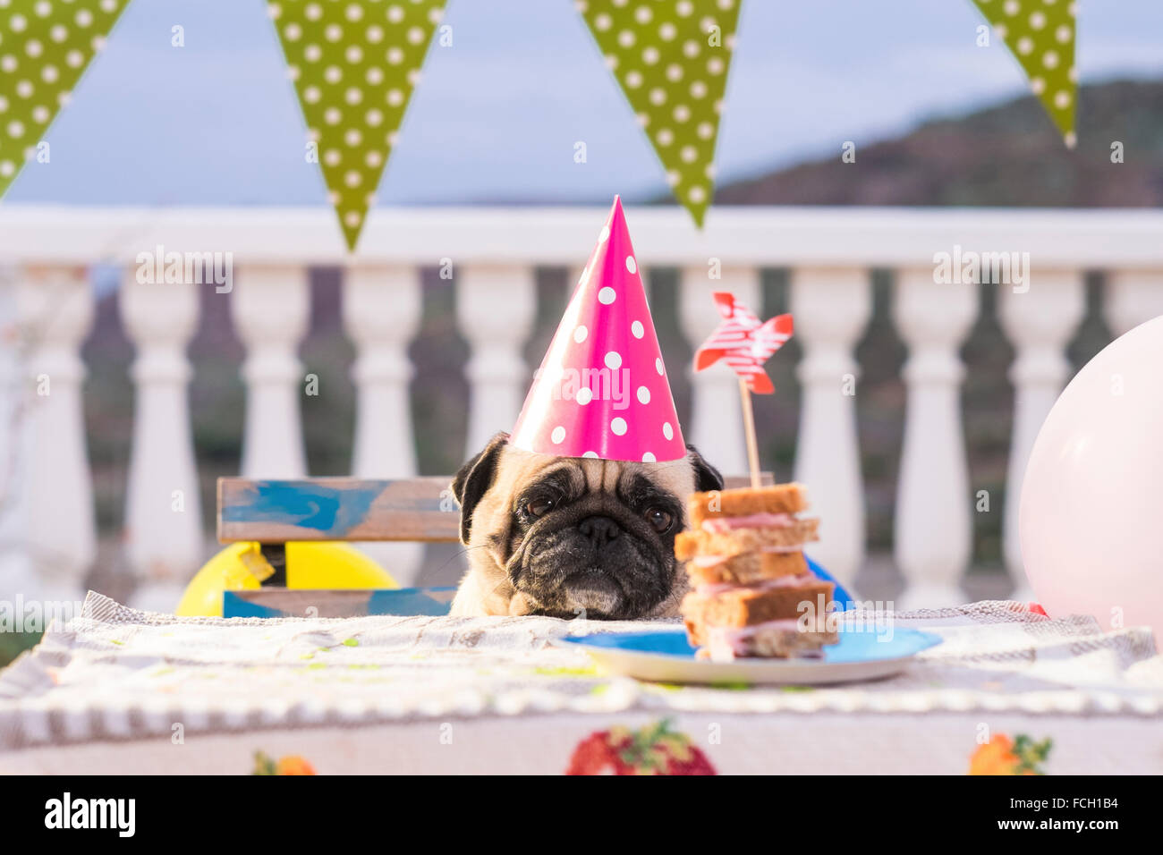 Pug wearing party hat at table sandwich Stock Photo - Alamy