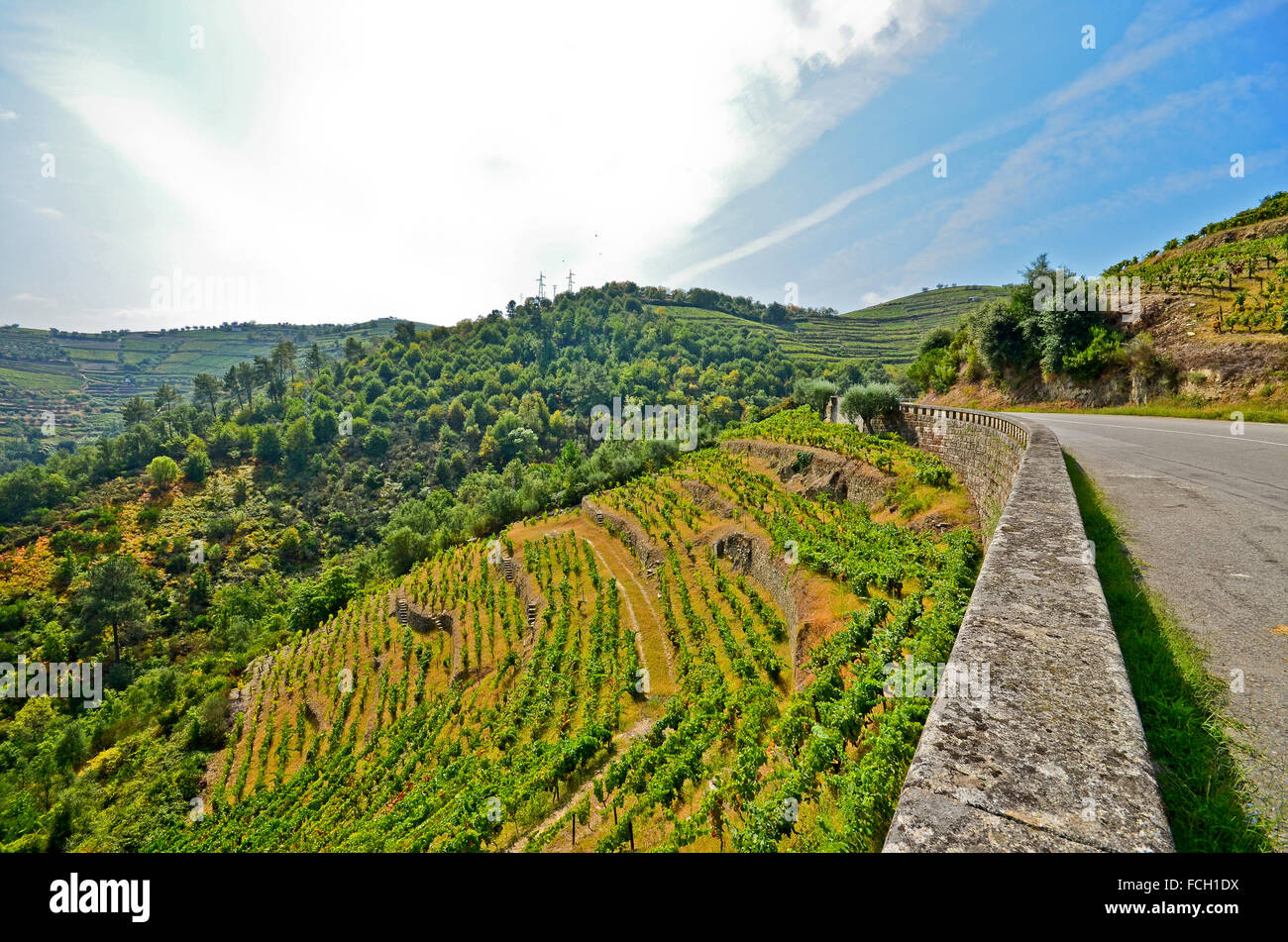 Vineyards in the Douro valley between Pinhao and Peso da Regua ...