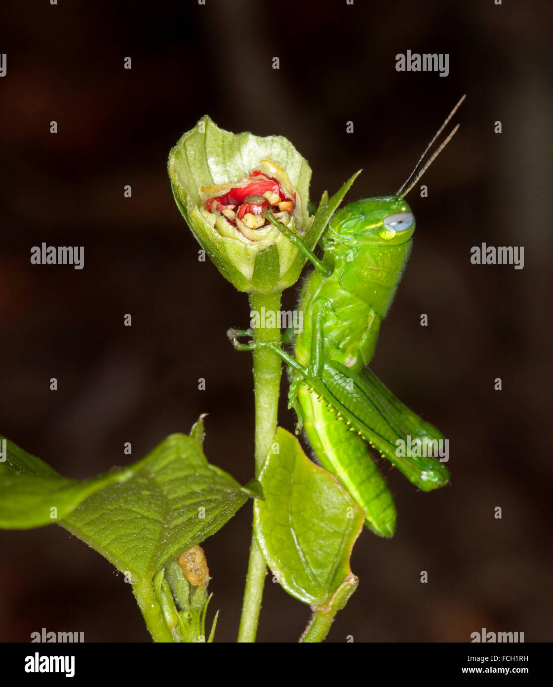 Eating insects hi-res stock photography and images - Alamy