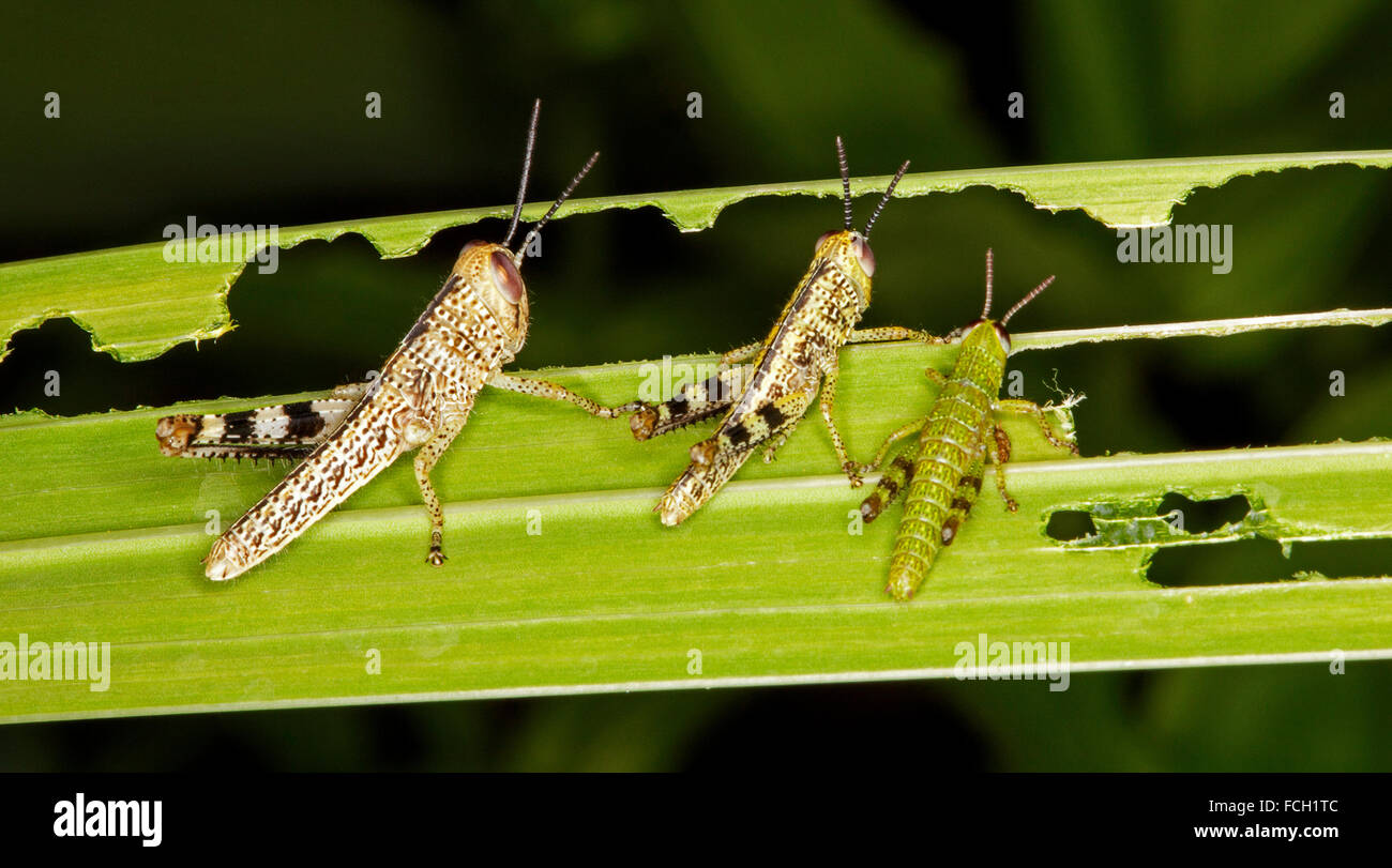 Leaf eating insects hi-res stock photography and images - Alamy