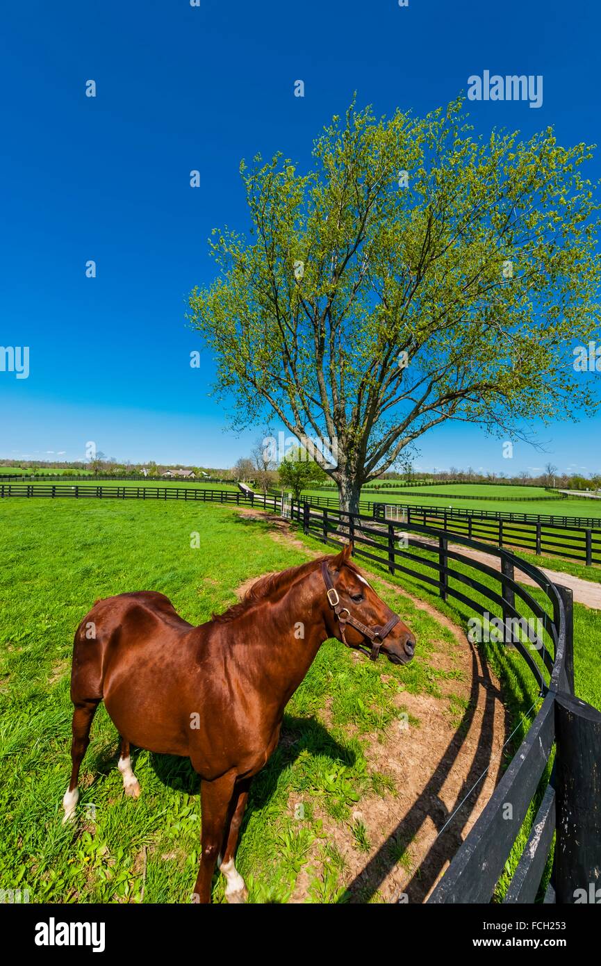 Lexington Racehorse High Resolution Stock Photography and Images - Alamy
