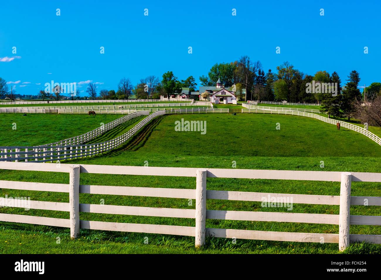Calumet Horse Farm High Resolution Stock Photography and Images - Alamy