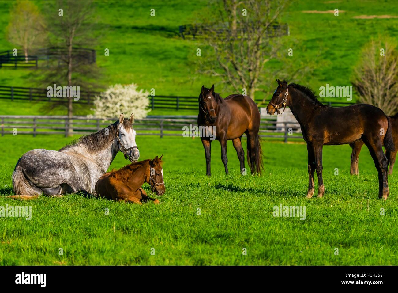 Winstar Farm Thoroughbred Horse Farm High Resolution Stock Photography ...