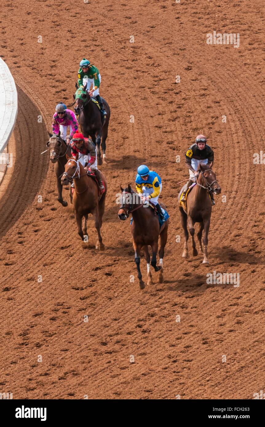 Lexington Racehorse High Resolution Stock Photography and Images - Alamy