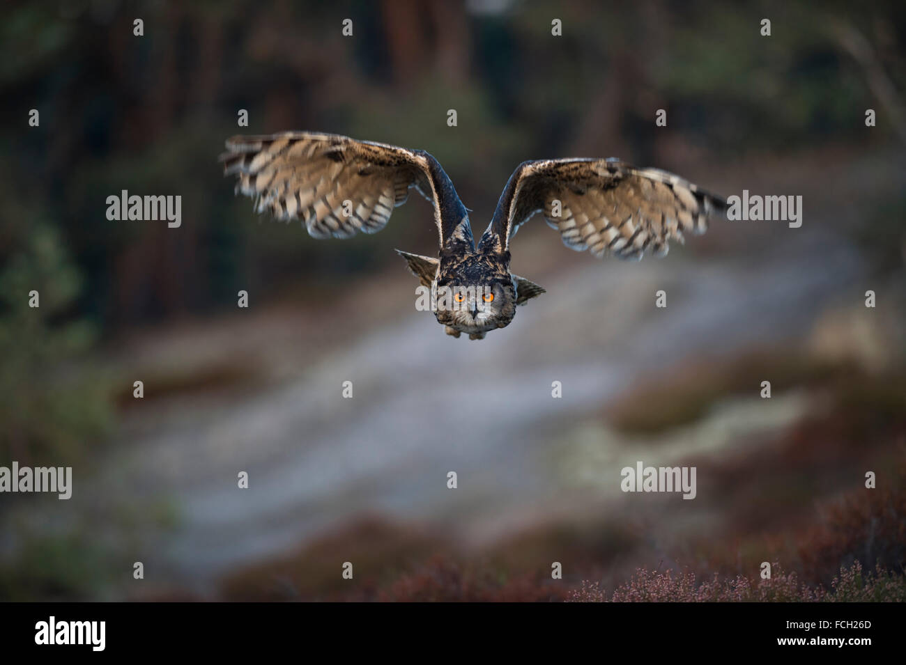Northern Eagle Owl ( Bubo bubo ) in hunting flight, frontal view, open ...