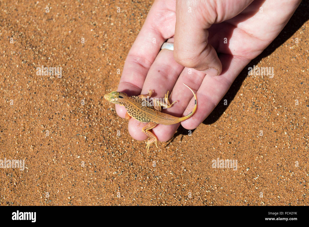 Namibia Namib Desert Sossusvlei Man holding a lizard hands Stock Photo ...