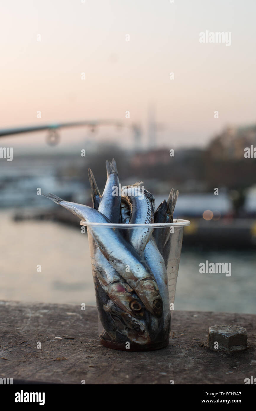 fish caught in Istanbul, Turkey Stock Photo - Alamy