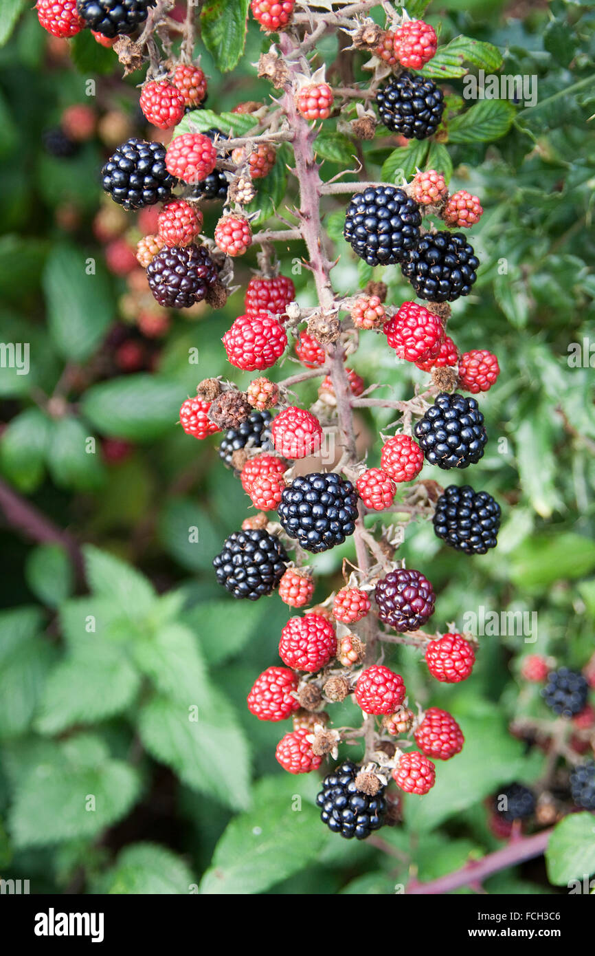 Rubus fruticosus thorn hi-res stock photography and images - Alamy