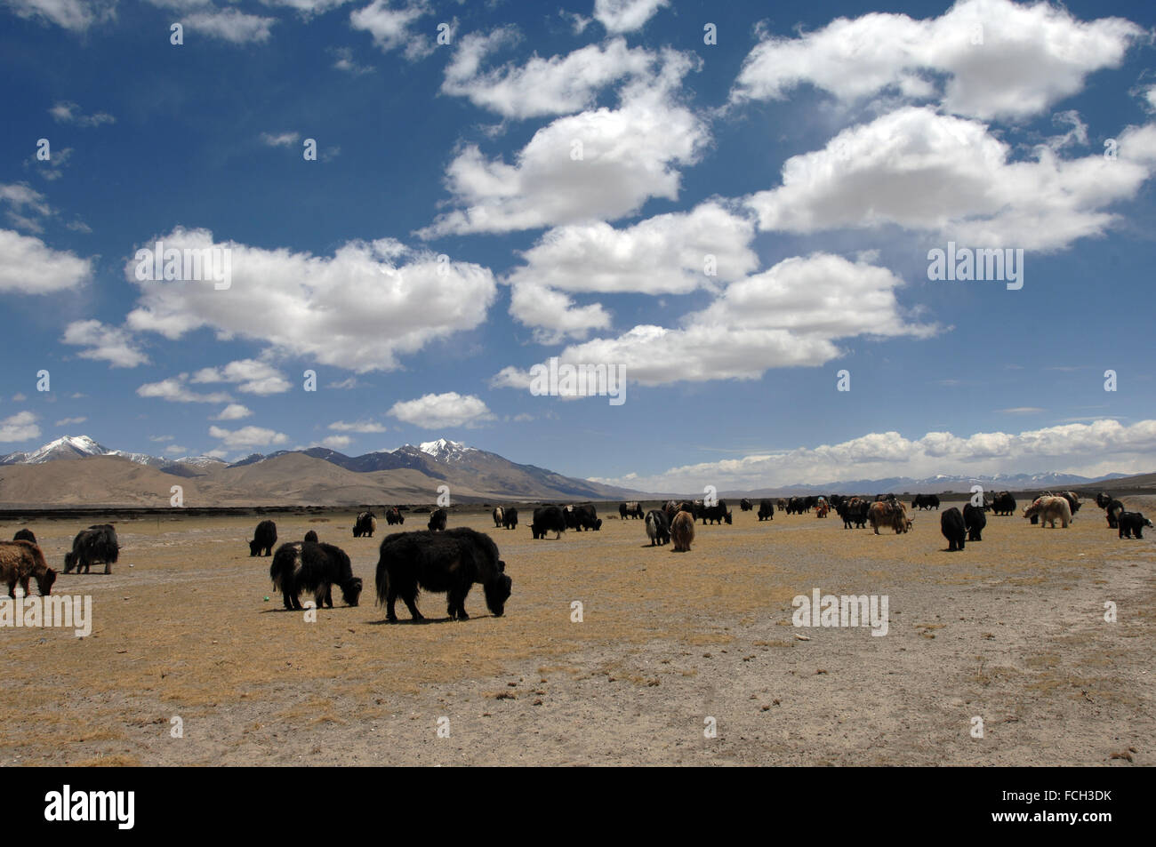 Tibet Ali pulan Stock Photo - Alamy