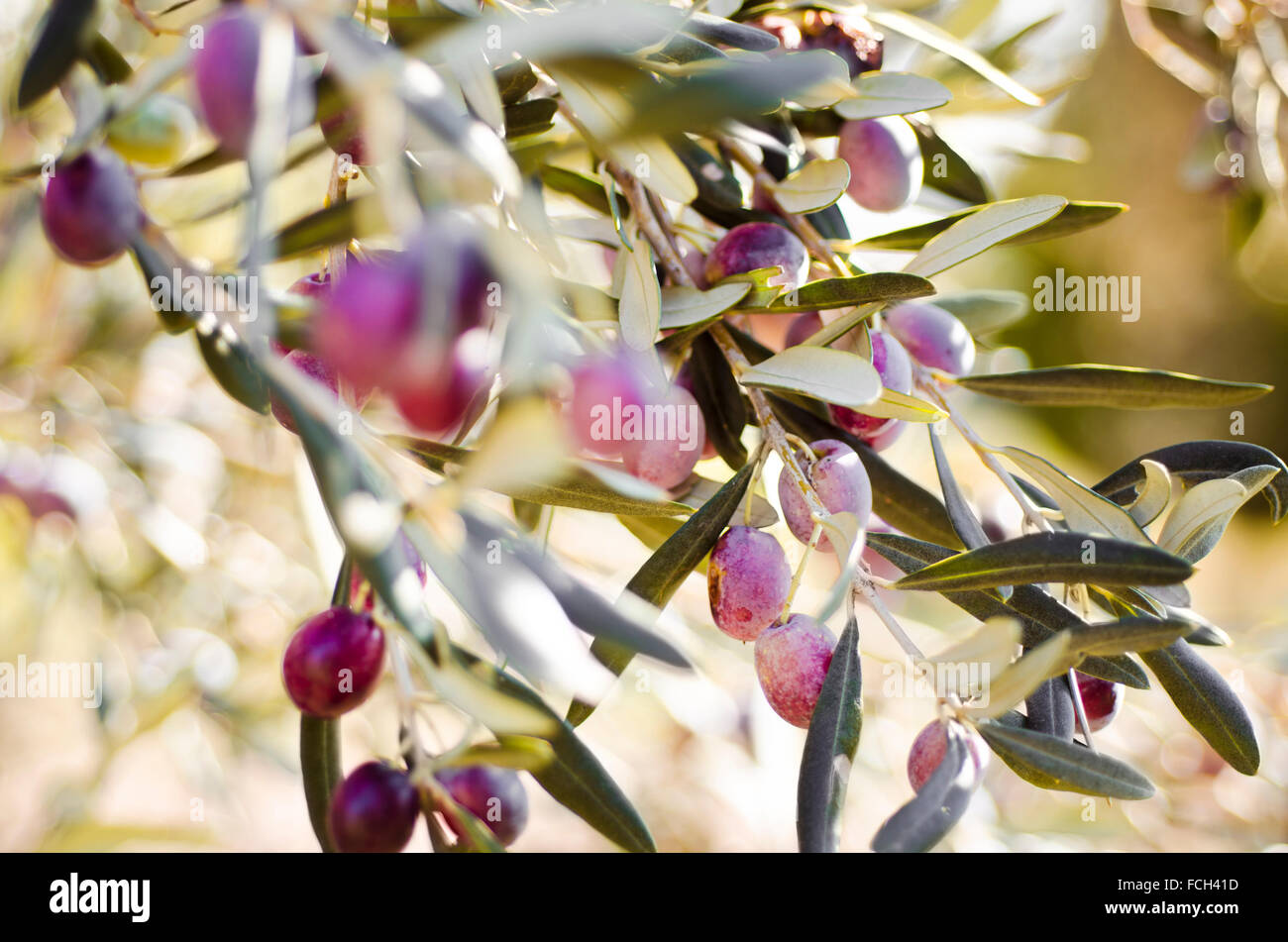 Olive tree fruits hi-res stock photography and images - Alamy