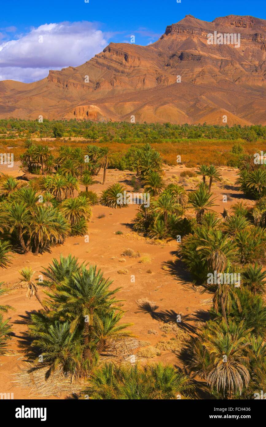 Agdz morocco oasis date palm hi-res stock photography and images - Alamy