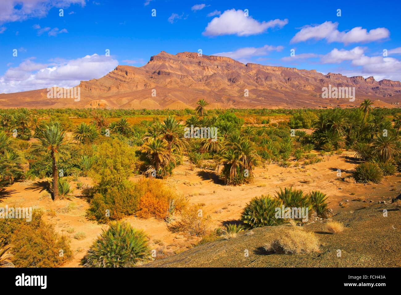 Agdz morocco oasis date palm hi-res stock photography and images - Alamy